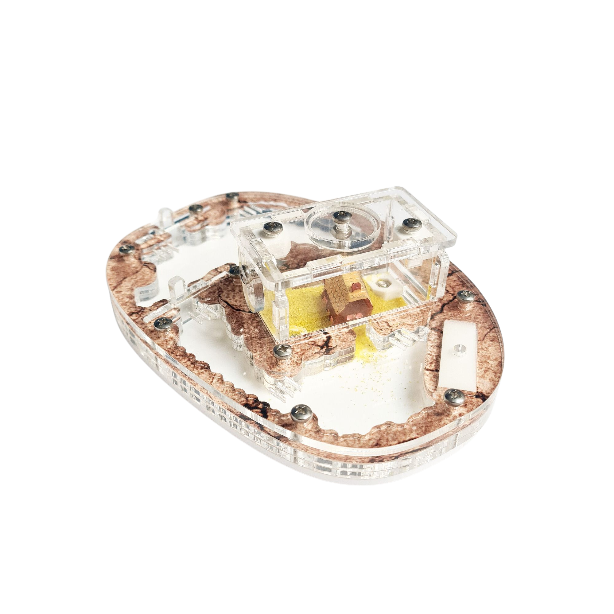 Formicaria – Buy Ant Nests & Farms Online | AntOnTop