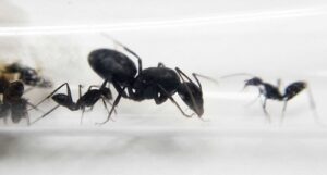Buy Ants - Queens & Colonies of All Species | ANTonTOP