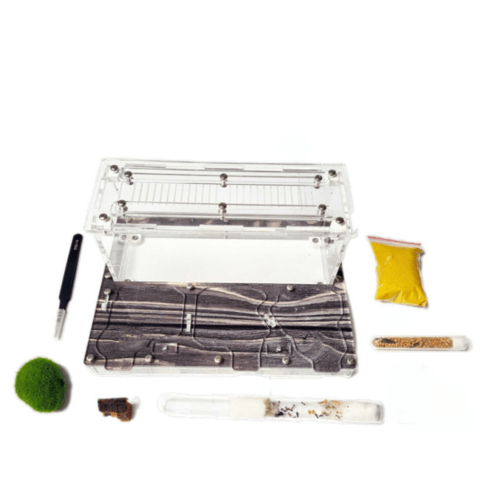 Ant Keeping Kits – Complete Starter Sets | AntOnTop