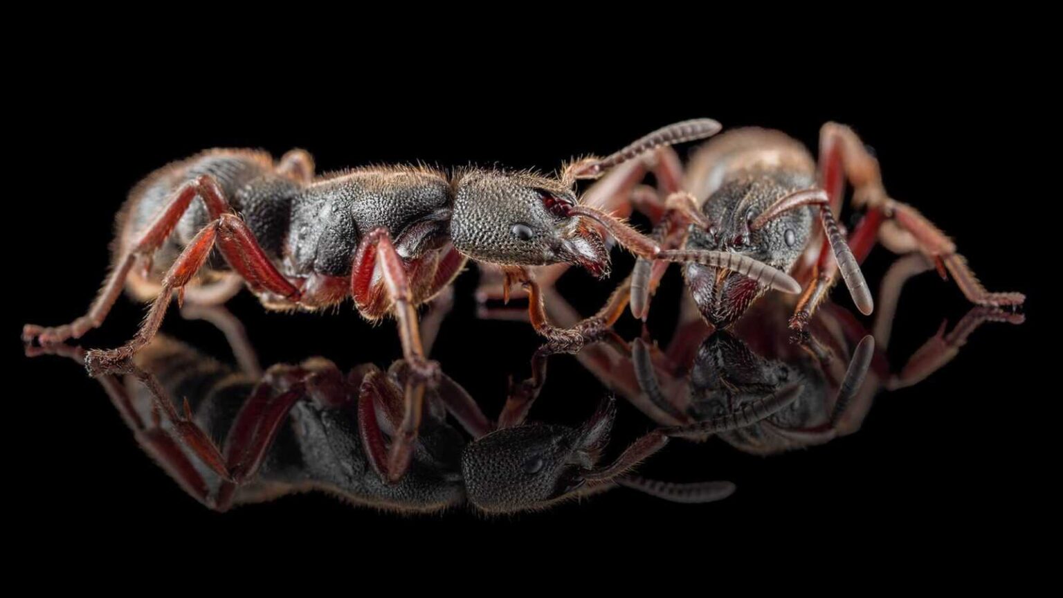 Pseudoponera rufipes | ANTonTOP