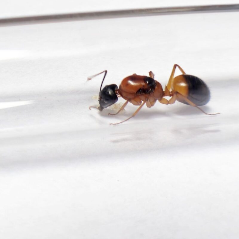 Buy Ants - Queens & Colonies of All Species | ANTonTOP